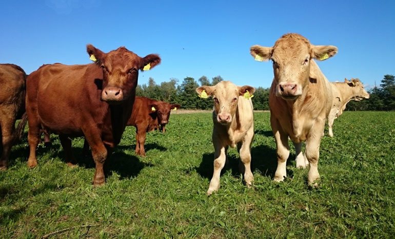 Ekološka kmetija Jenšterle | Ekološka kmetija Jenšterle na Mojagostilna.com