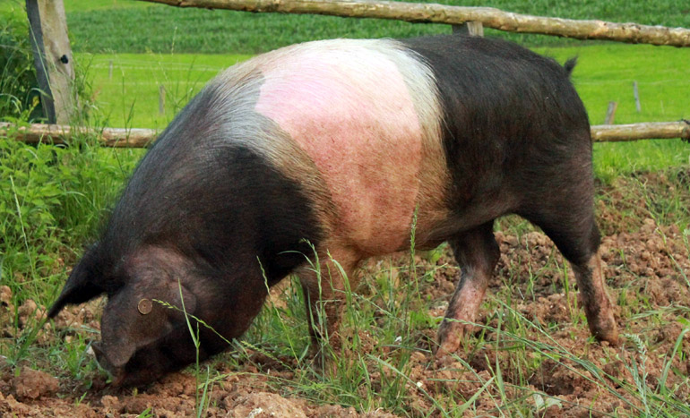 Ekološka kmetija Mehak | Ekološka kmetija Mehak na Mojagostilna.com